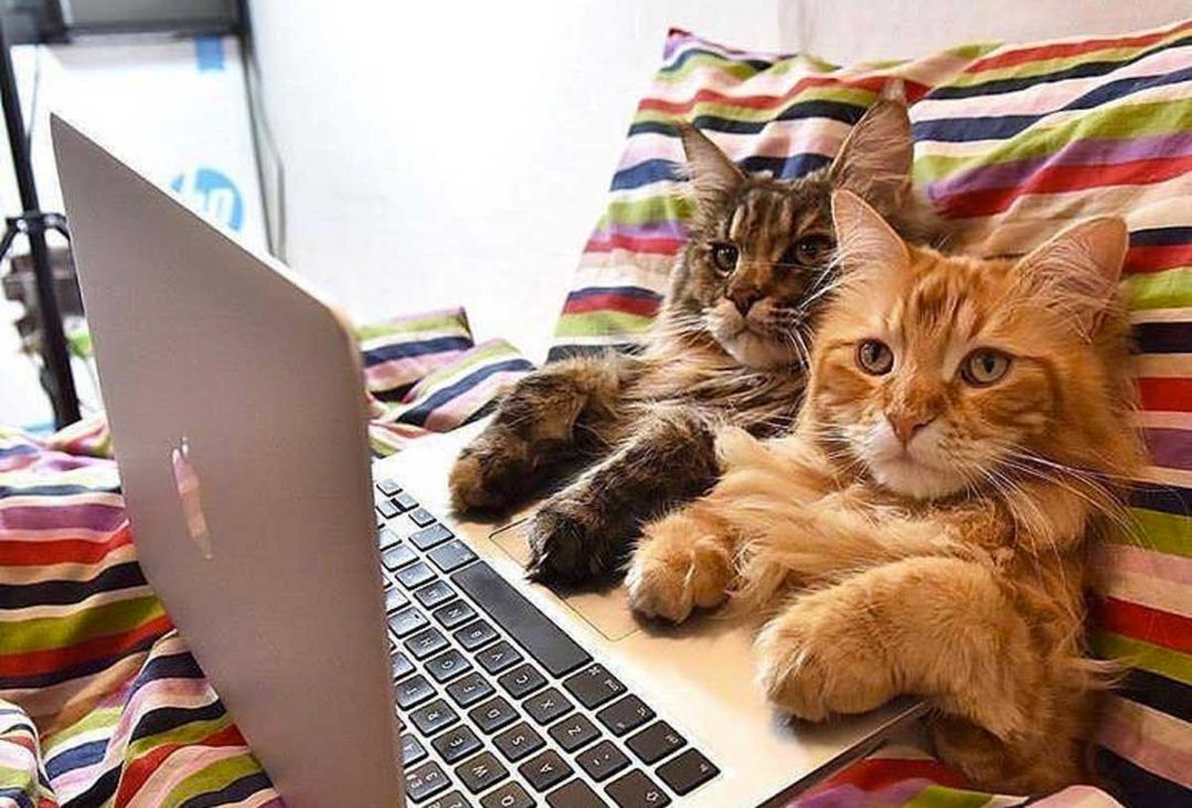 Catflix: Criaram um Netflix para os gatos assistirem